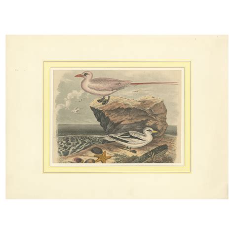 Tropicbirds And Gulls An 1849 Coastal Encounter A Hand Coloured