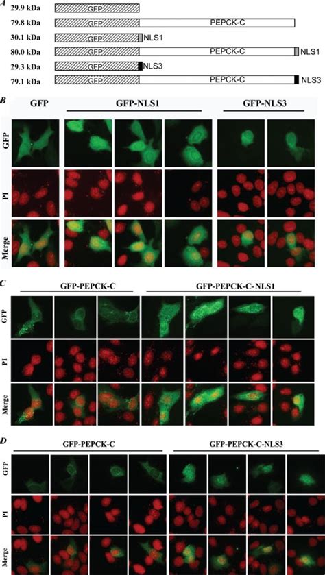 Nls1 And Nls3 Drive Localization Of Nls Fusion Proteins To The Nucleus