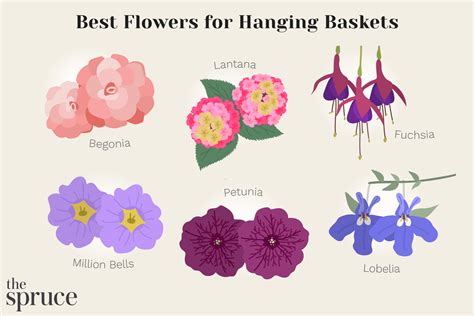 Types Of Hanging Plants
