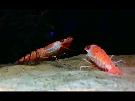 トゲヒラタエビ Armored shrimp Glyphocrangon hastacauda YouTube