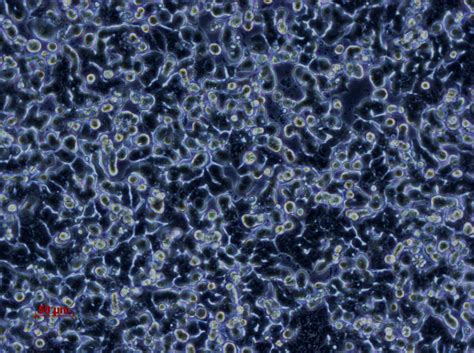 Sw Organoid