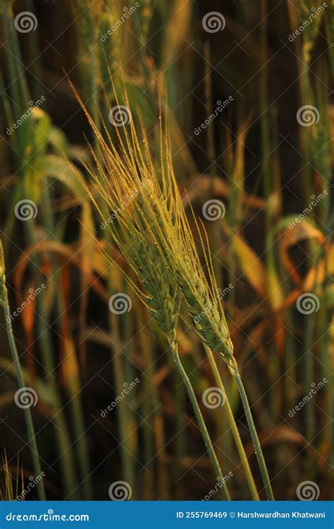 Grain Wheat Crop Grown For Food Stock Image Image Of Culti Leaf 255769469