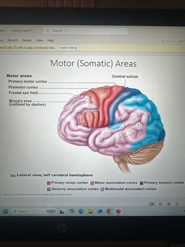 Bio 225 Chapter 12 Flashcards Quizlet