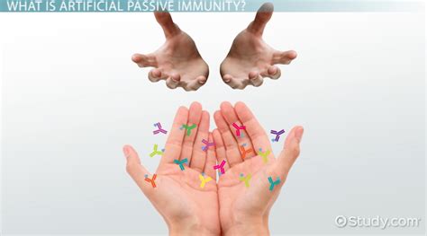 Passive Immunity Definition And Examples Video And Lesson Transcript