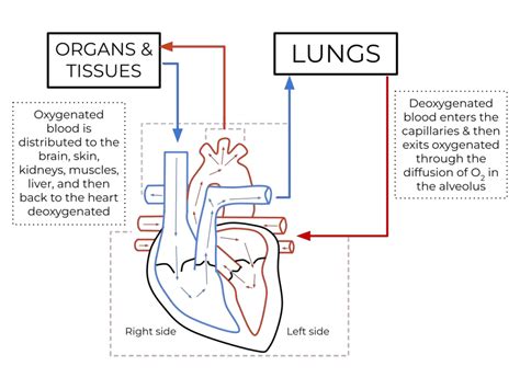 Human Circulatory System Definition Structure Organs Functions