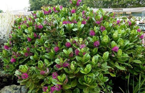 Large Evergreen Flowering Shrubs Uk Thuem Garden Plant
