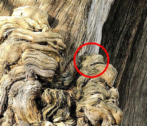 18 Images That Have Something Hidden In Them Ebaums World