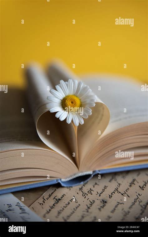White Daisy Flower Laying On Opened Book Heart Shaped Book Pages On A