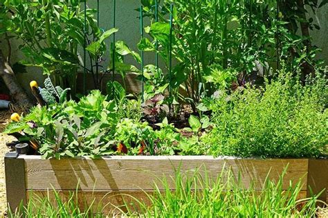 Cultivar Un Huerto En Contenedores Soluciones Para Terrazas Y Patios