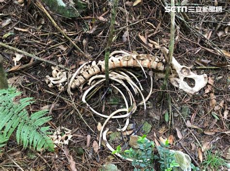 殺台灣黑熊開心合影！「吃到剩骨骸」山老鼠首腦離奇陳屍山中 死因曝光 社會 三立新聞網 Setncom