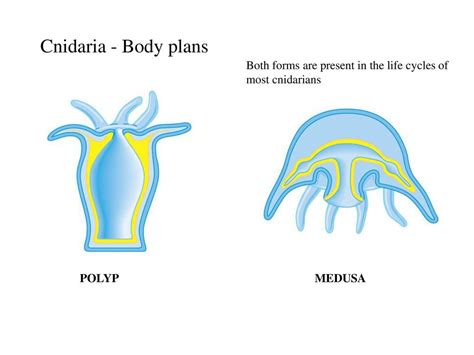 Cnidaria Polyp
