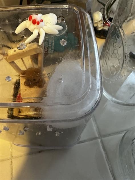 Female P Regius Laid An Infertile Egg Sack And Wont Leave R