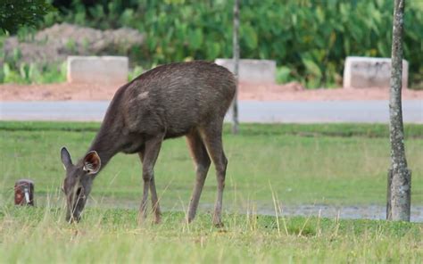 Does Deer Urine Kill Grass The Lawn Mower Guru