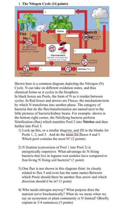 Solved 1 The Nitogen Cycle 14 Points Ghting Denitrifi