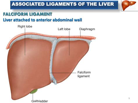 Ppt Anatomy Of The Digestive System Powerpoint Presentation Free