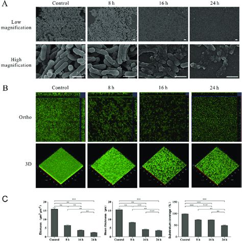 L Monocytogenes Biofilm Investigation By Using Sem And Clsm Imaging