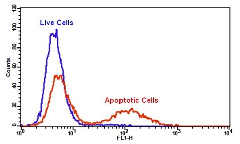 Cell Meter™ Caspase 37 Activity Apoptosis Assay Kit Green