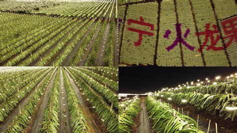 航拍广西南宁隆安火龙果园夜景视频素材下载