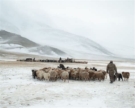 Mongolian Nomad Migration Tour Discover Altai