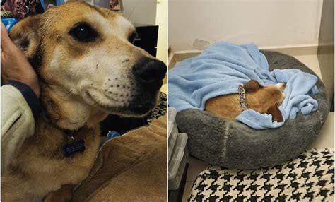 Se Viene Año Nuevo ¿sabes Cómo Proteger A Tu Lomito De La Pirotecnia