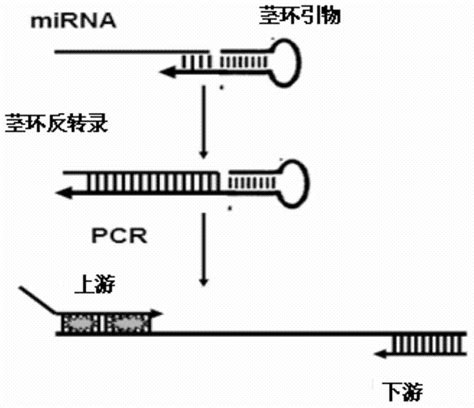 Method For Detecting Mirna Micro Ribose Nucleic Acid By Improved Stem