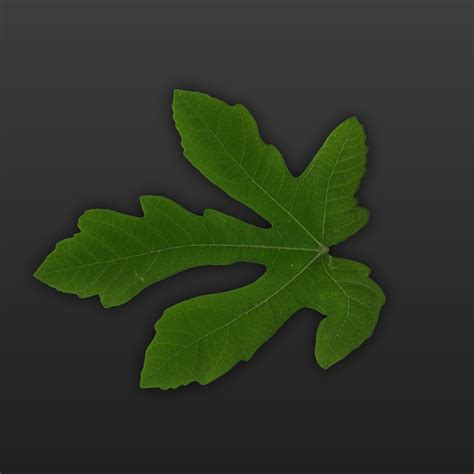 Artstation Photometric Scan Vegetation Ficus Carica Leaf 4 Game Assets