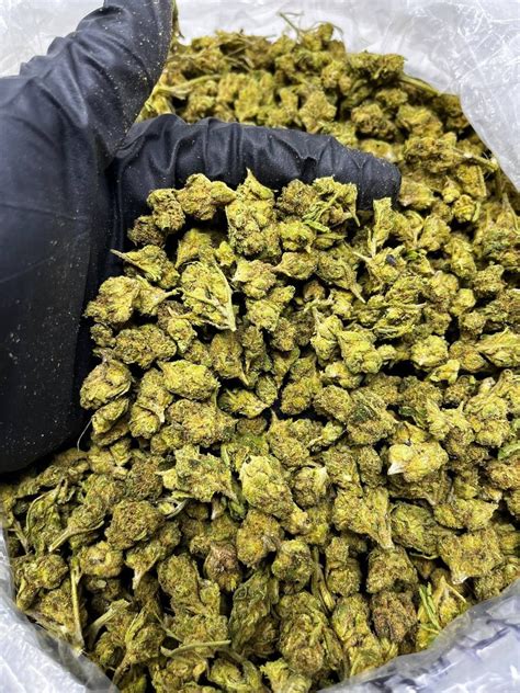 Runtz Smalls Strain Pluto Labs Official