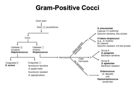 Gram Positive Cocci Flashcards Quizlet