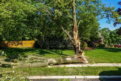 Tree Trunk On The Ground And Cut Into Pieces After Having Broken Off Of A Main Trunk During A