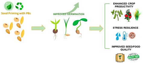 Plant Based Biostimulants For Seeds In The Context Of Circular Economy And Sustainability