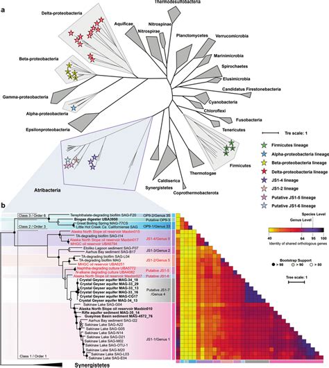 Phylogenomic Analysis Of Atribacterial Mags And Sags With Contamination