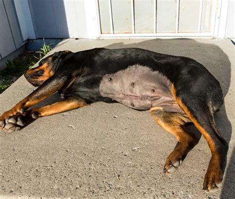 Dog Spay Incision Broke Open What You Should Do Zooawesome