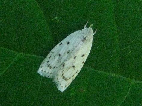 昆虫 チョウ目 蛾類 キバガ上科キバガ類各科カザリバガ科 山野の虫と生物