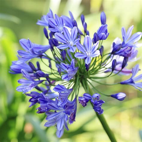 Details 100 Agapanthus Semillas Abzlocal Mx