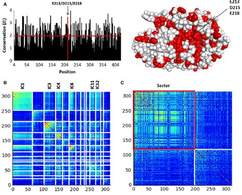 Statistical Coupling Analysis Sca Of Gh7 Cellobiohydrolases A Download Scientific Diagram