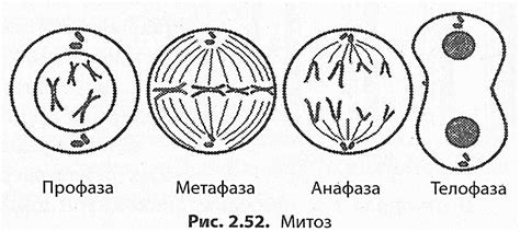Visualizing Mitosis A Diagram Of Prophase With Beads