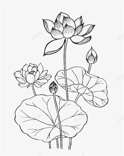 线条稿莲花儿高清素材 简笔画 简笔荷花 简笔莲花 荷花儿 荷花简笔 莲花儿线条稿 速写 Pflanzen Kunst