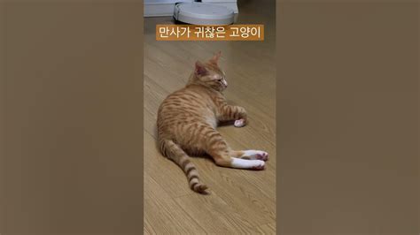 만사가 귀찮은 고양이 ㅋㅋㅋㅋㅋㅋㅋㅋㅋ Youtube