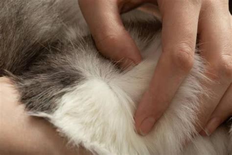 Does Baking Soda Kill Fleas In Cats Warnings And Limitations