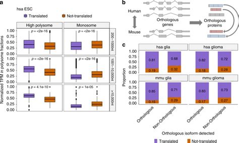 Ribosome Profiling At Isoform Level Reveals Evolutionary Conserved