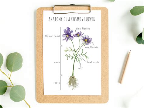 Anatomy Of A Cosmos Flower Homeschool Printable Montessori Resource