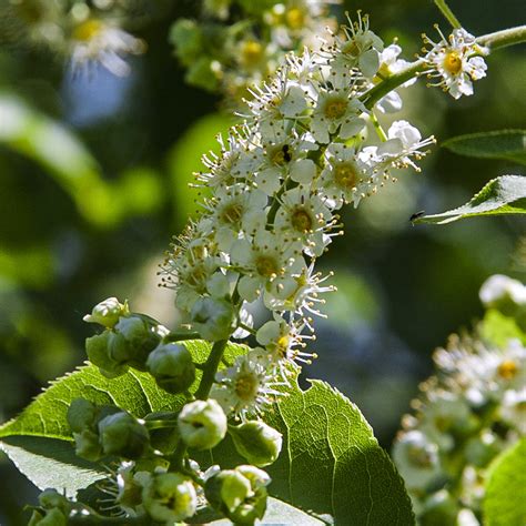 Wild Chokecherry Tree Identification