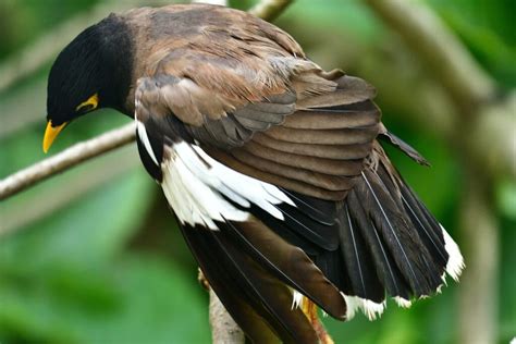 Myna Symbolism And Meaning Totem Spirit And Omens World Birds