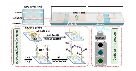 Ultrasensitive Electrochemiluminescence Imaging Detection Of Multiple