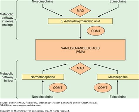 Adrenergic Agonists And Antagonists Anesthesia Key