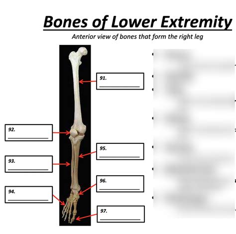 Bones Of Lower Extremity Appendicular Skeleton Diagram Quizlet