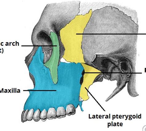 PHY 595 Infratemporal Fossa Diagram Quizlet