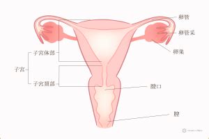 女性器とはそれぞれの名称や構造とトラブルを解説 コラム一覧 東京の婦人科形成小陰唇縮小婦人科形成女性器形成包茎手術膣