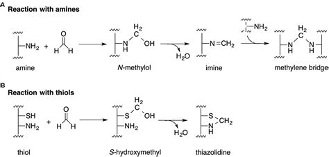 Urea Formaldehyde Reaction At Deborah Mcgee Blog