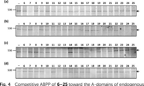Figure 1 From Functional Profiling Of Adenylation Domains In